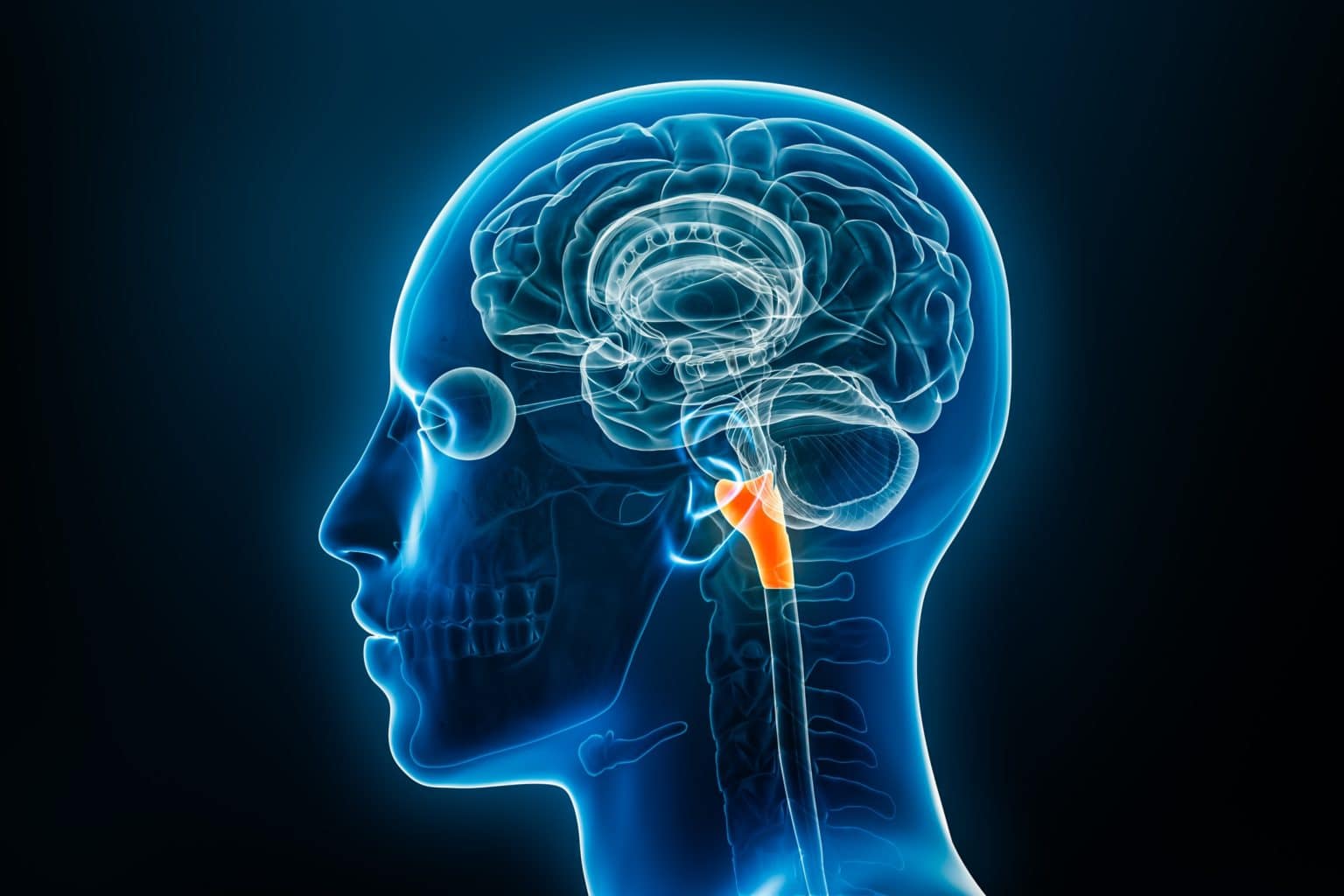 Understanding Bulbar ALS | ALS United Orange County